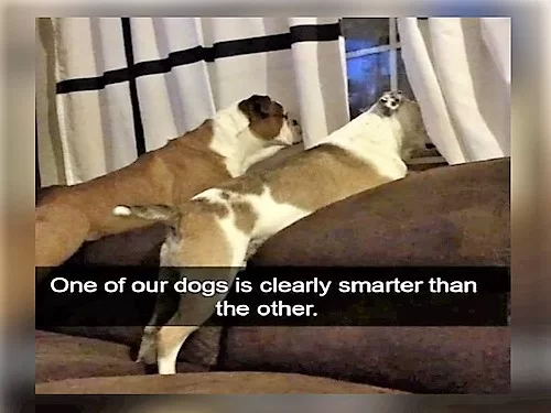 25 Satire Memes To Get You Through All The Silly Things In Life - Chameleon Memes - Medium