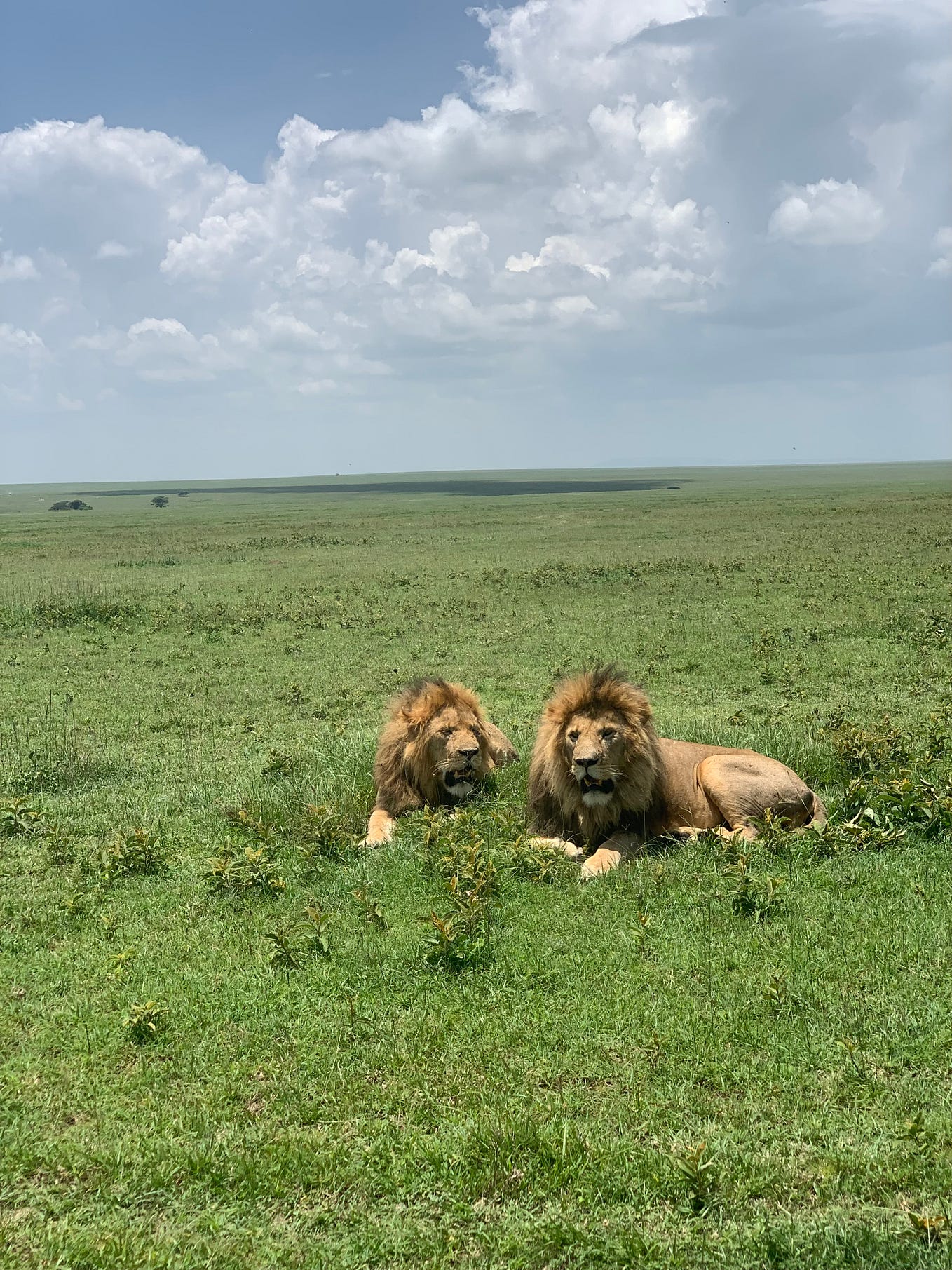 9 Days Tanzania Wildlife and Zanzibar Beach Holiday Tour 2024, 2025 ...