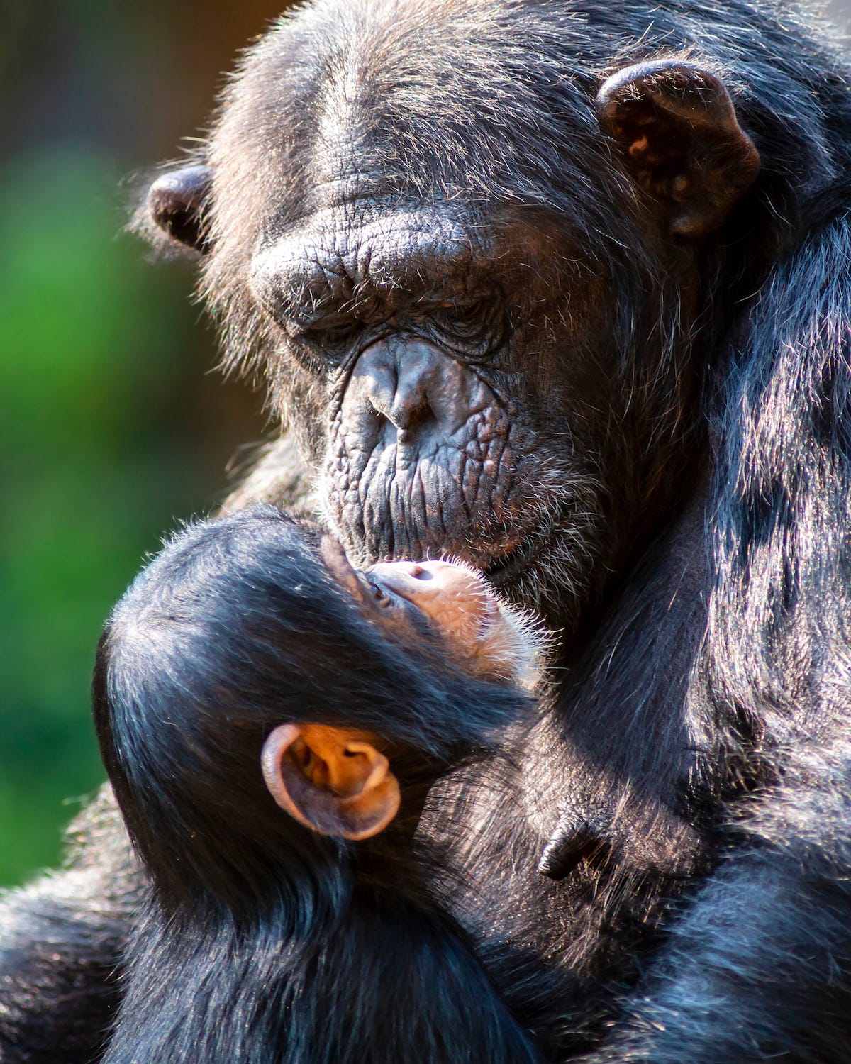 It’s only complicated to humans. Serengeti’s symphony of mutualism ...
