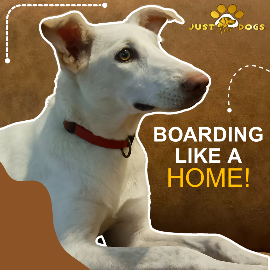Just for Dogs Guide: Best Guard Dog Breeds for Families and Homes | by ...