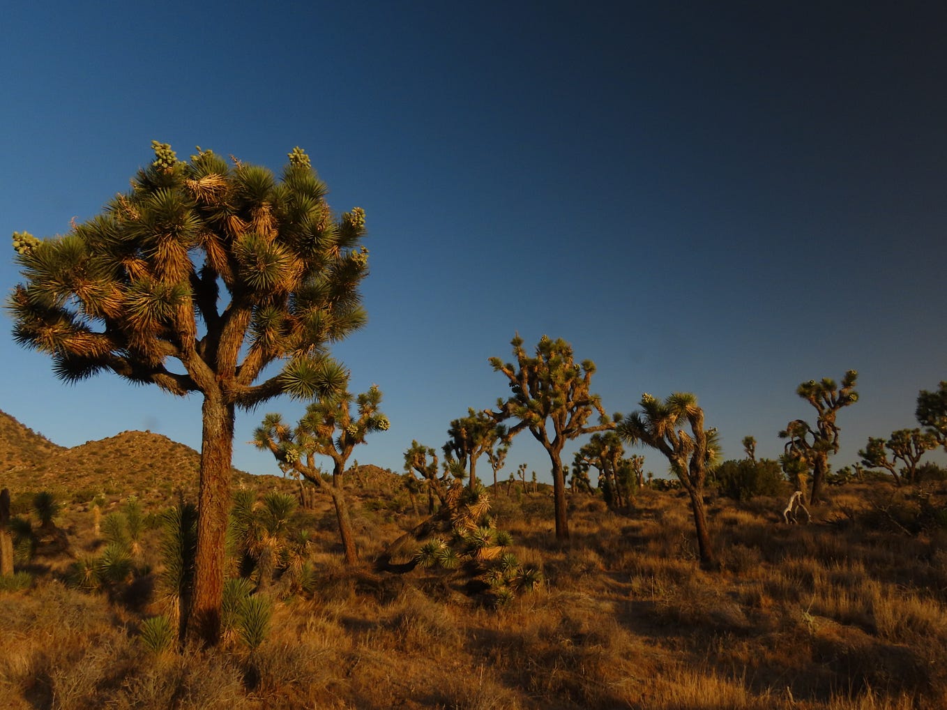 9 Poems of the Wild. #EcoList of Things We Love | by Cybele Knowles ...