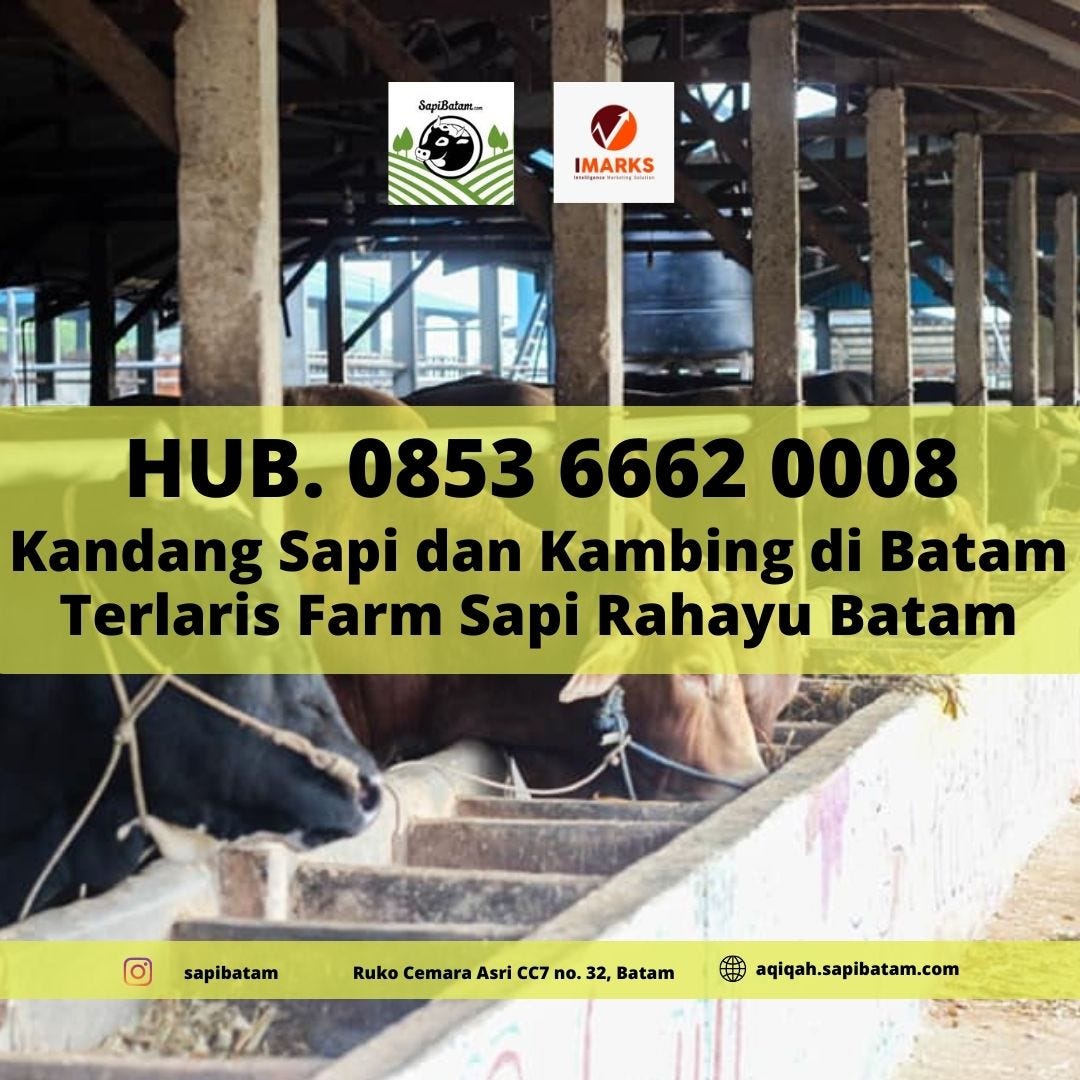 QURBAN BATAM, Hub. 0853 6662 0008, Kandang Sapi dan Kambing di Batam Terlaris Farm Sapi Rahayu ...