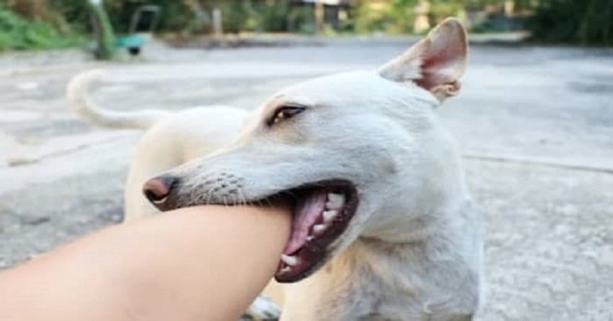 WHY IS MY DOG MOVING SLOW?. If you see that your dog is not as… | by ...