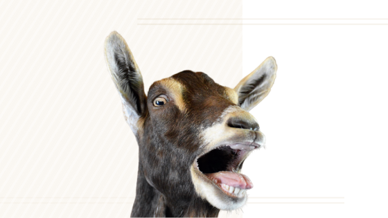 My Goats Cough All the Time. Here’s 9 Reasons Why | by Amanda Pieper ...