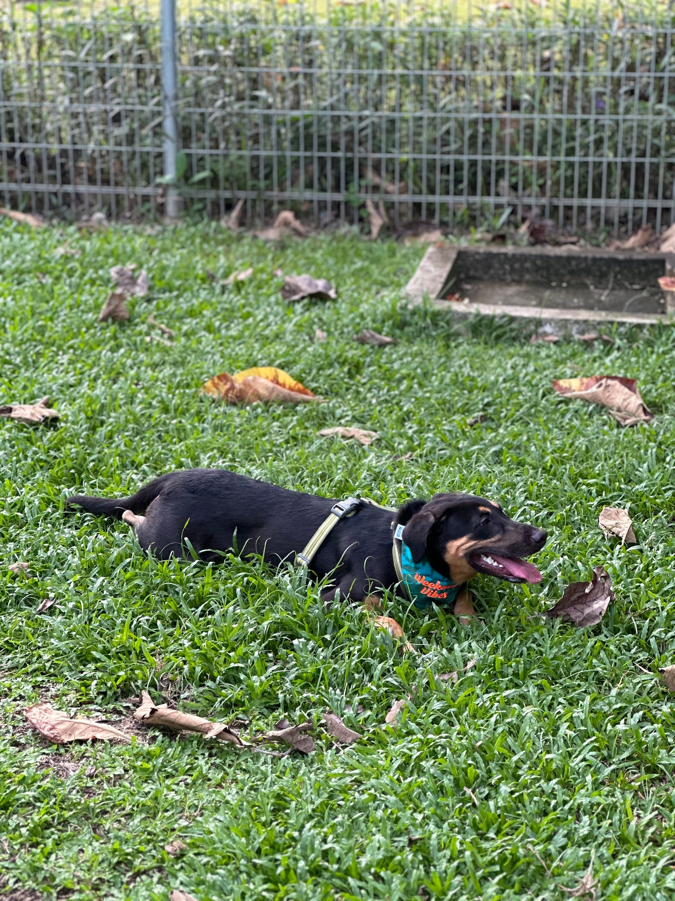 Dog Owner’s Diary #1. I’ve always wanted a dog. I grew up… | by Peteh ...