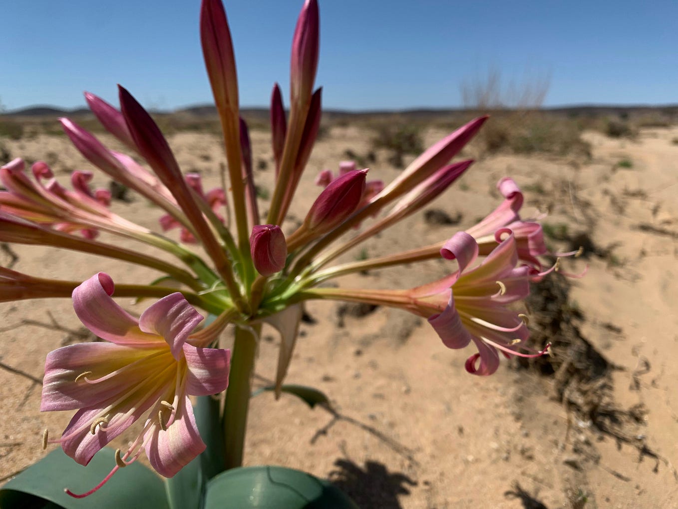 The Rarest Flower in the World:. Middlemist Red Camellia | by Shiwangi ...