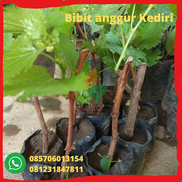 Bibit anggur kediri - Bibit anggur - Medium