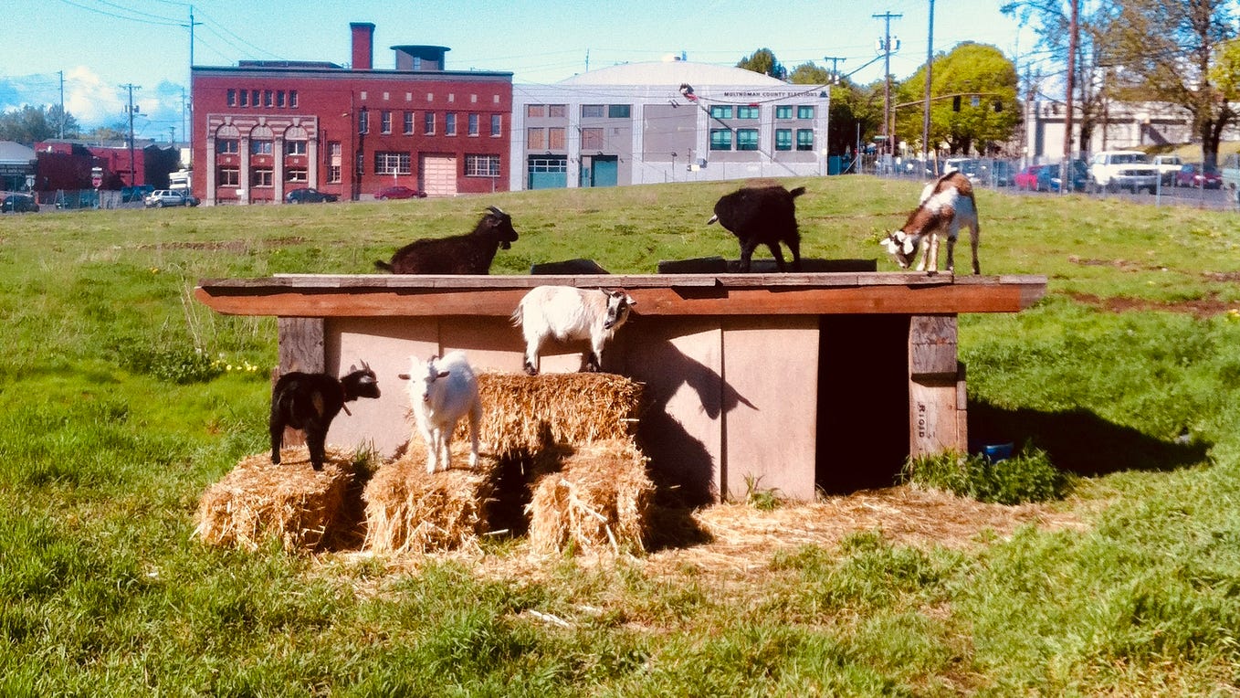 So You Want To Be A Goat Lawyer. Some Tips On How To Become Ours | by ...