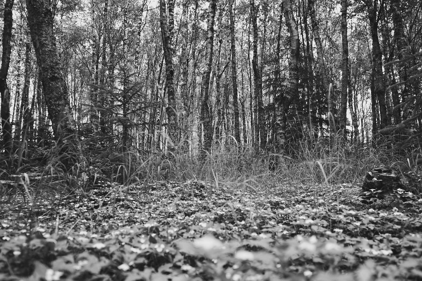 Poem: “Frozen Tundra”. The ground is frozen, the air is still | by ...