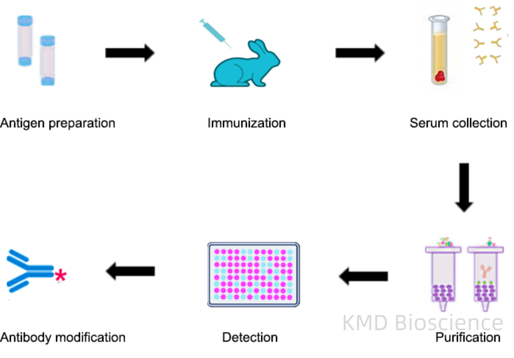 Comparison of BL21(DE3) and Rosetta strains | by KMD Bioscience | Medium