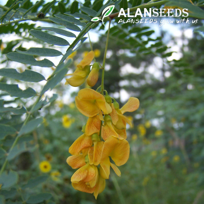 Unlocking the Magic of Rosemary Seeds: Your Ultimate Guide to Growing ...