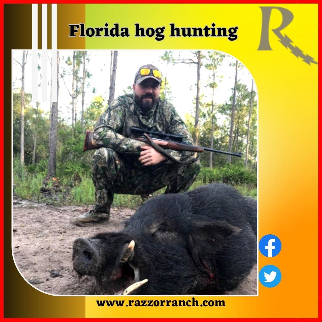 Florida hog hunting: Experience the Thrill of the Hunt - Razzorranch ...