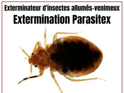 Exterminateur de punaises de lit | Extermination Parasitex ...