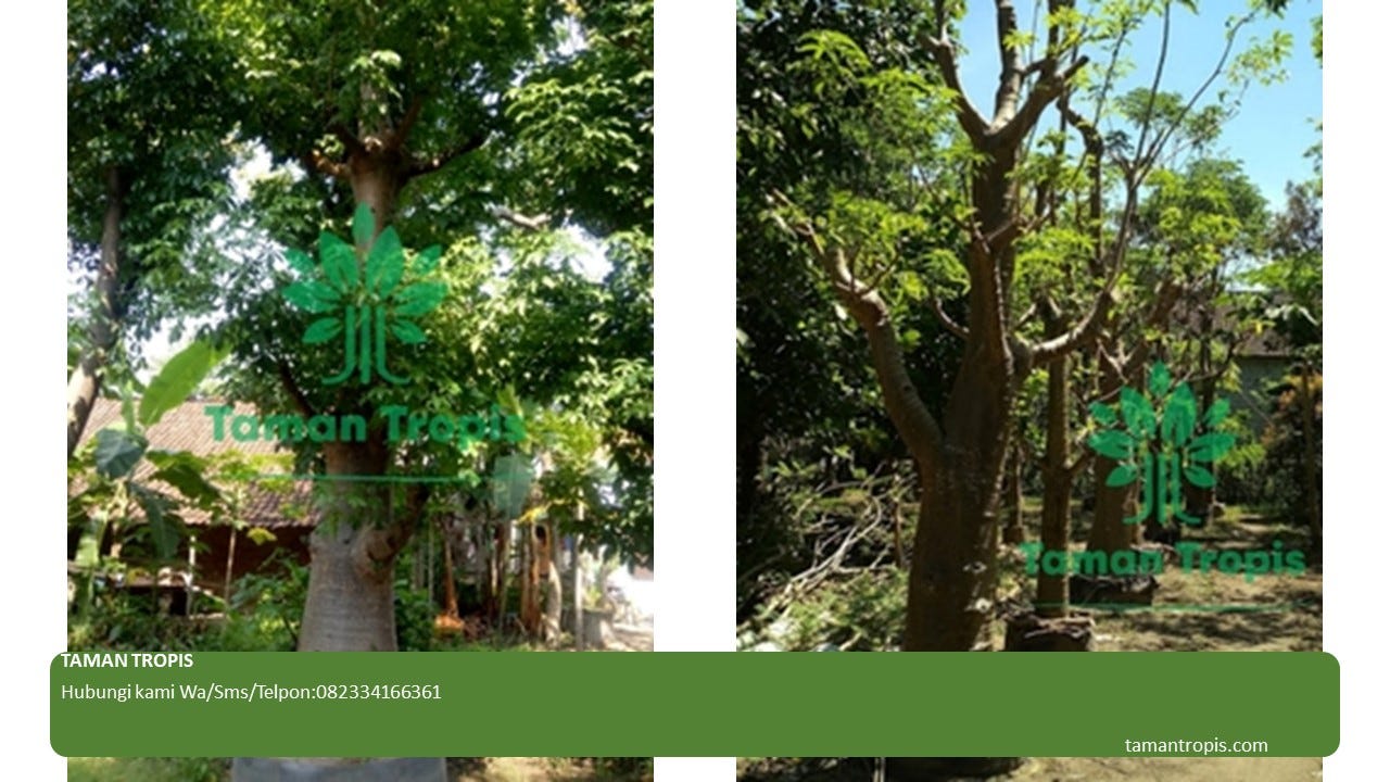 Jual Pohon Baobab Kabupaten Banyuwangi 082334166361 Bergaransi | by ...