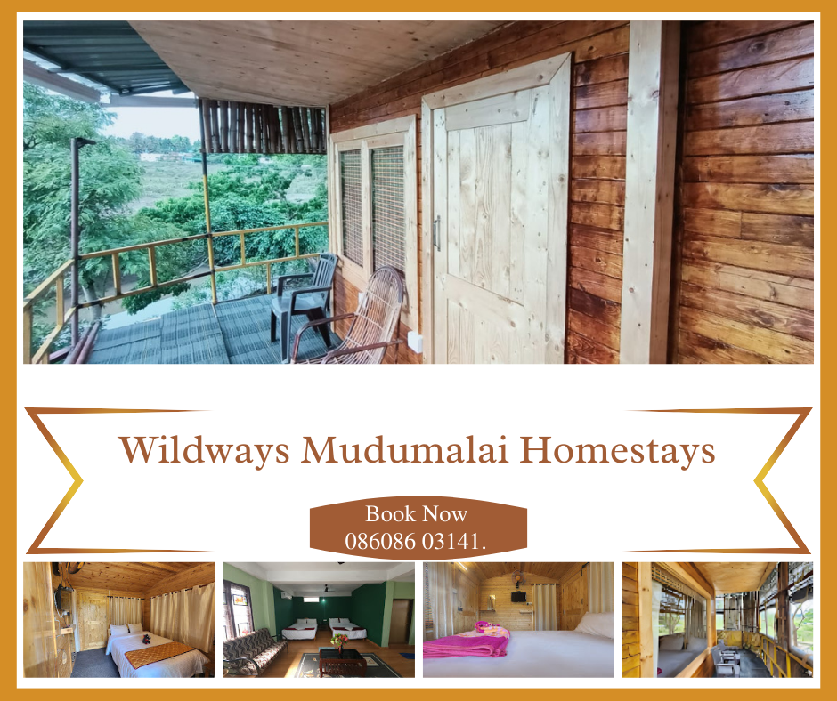 Homestay in Masinagudi. Discover the Ultimate Escape: Homestay… | by ...