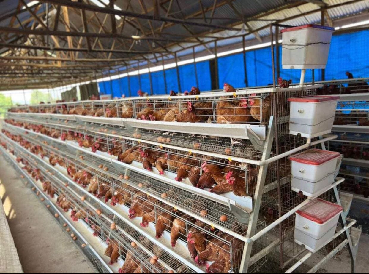 Revolutionizing Poultry Farming Automatic Layer Chicken Cages | by LIVI ...