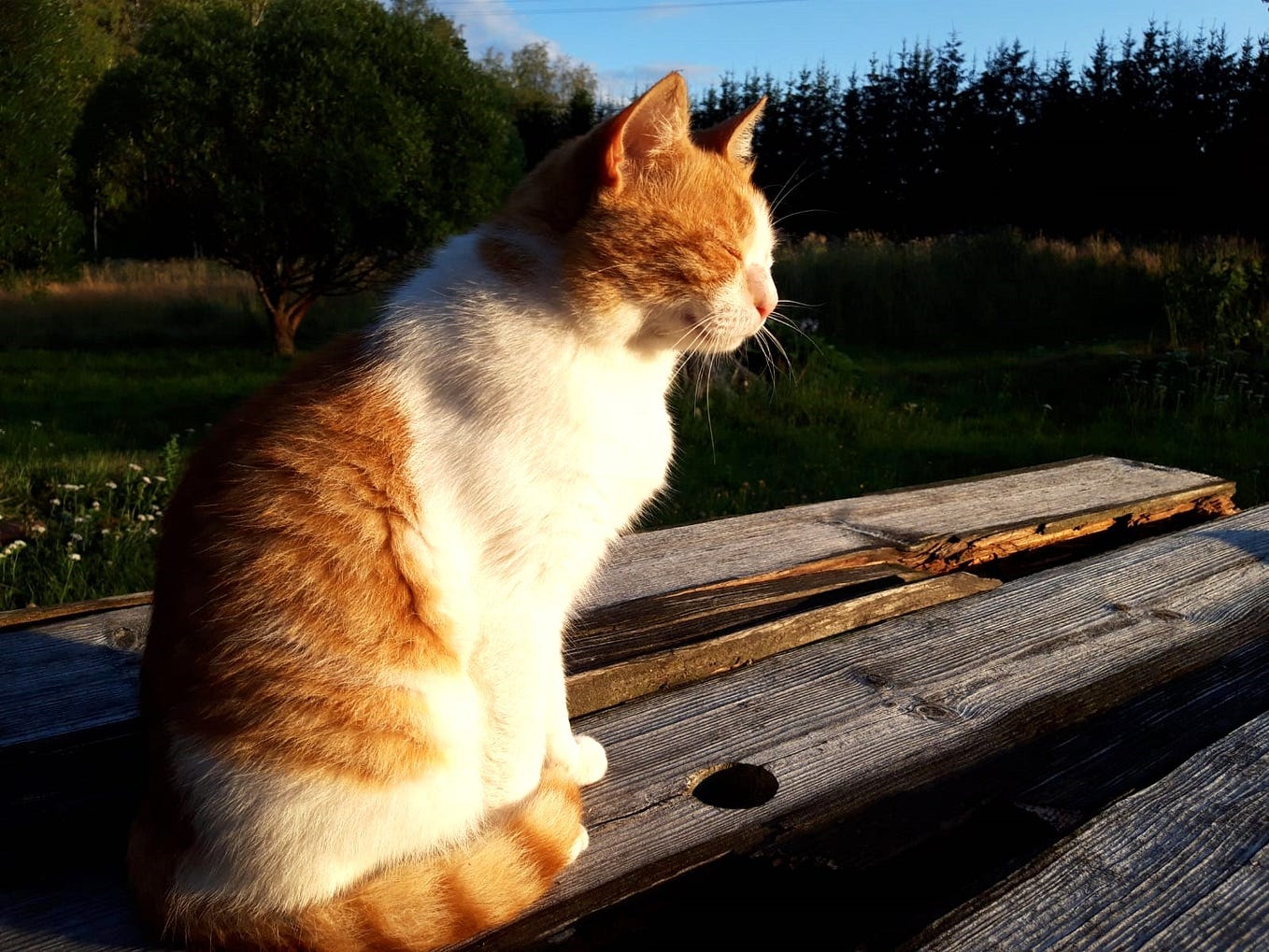 Can Cats Really Be Best Friends With Other Cats? | by Susan Nilson ...
