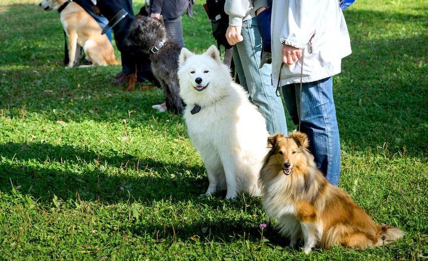 Unlock Your Dog’s Hidden Potential with Behavior Adjustment Training 2. ...