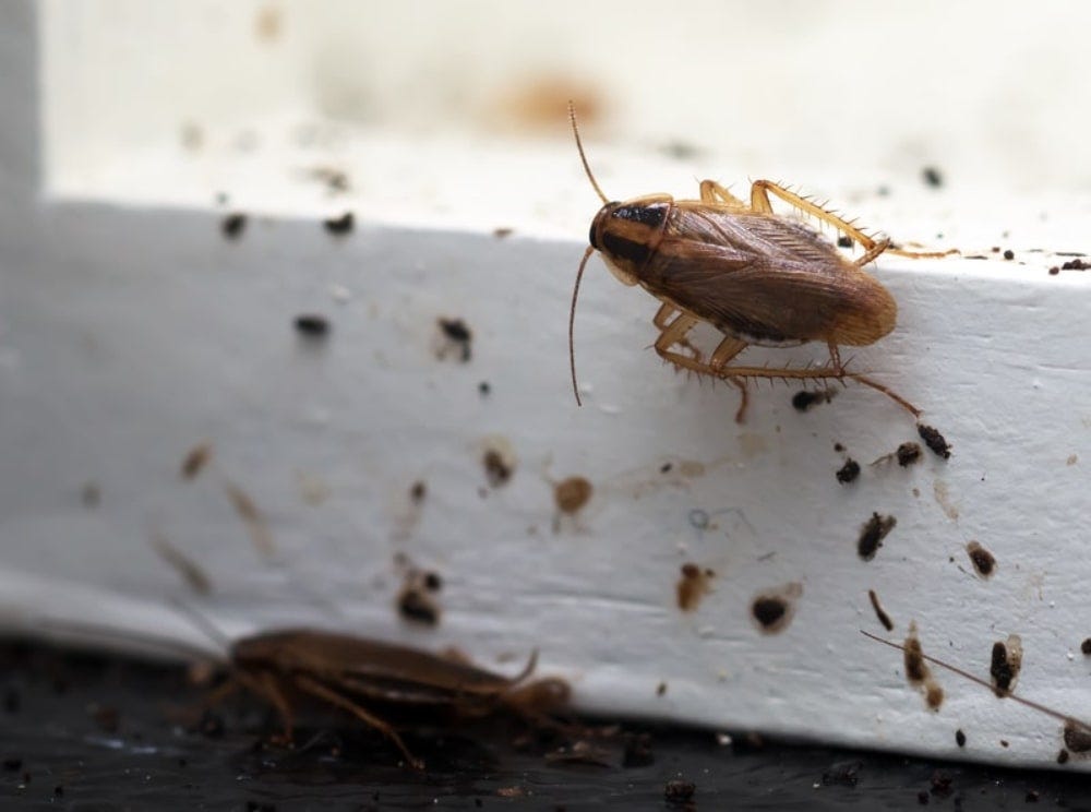 Termite Control Miami beach. Are you worried because of the termite ...