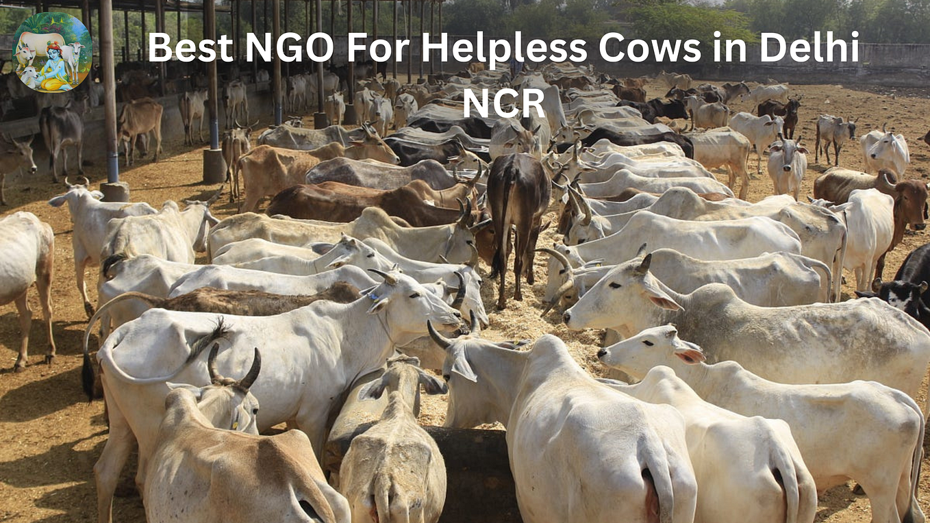 Care 4 Cow : General Donation - CARE 4 COW - Medium