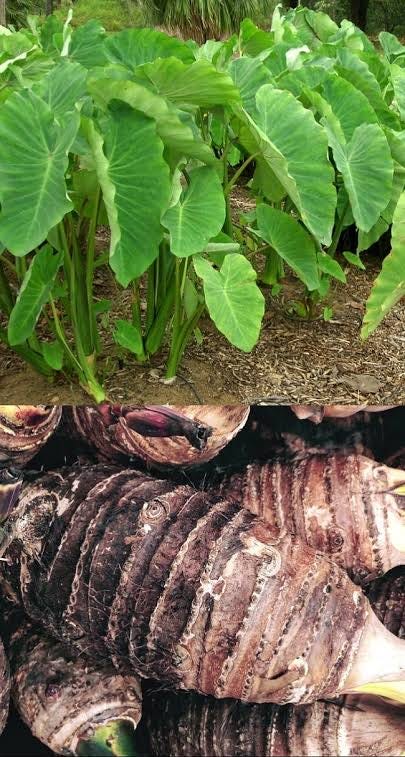 The Uses and Health Benefits of Cocoyam Leaf (LITA Project) | by Dorcas ...