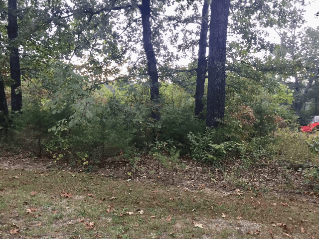 Underbrush Removal Missouri and Illinois - Rightway Forestry Clearing ...