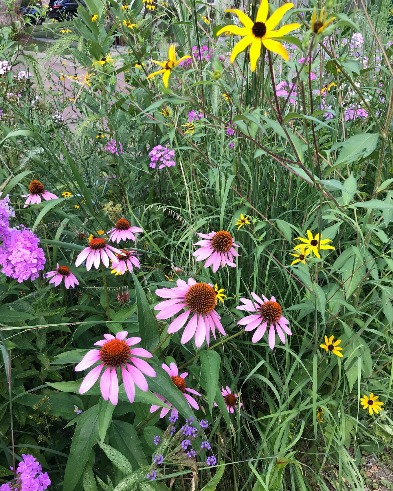 For Unexpected Things Give Grace. A few years ago a milkweed plant ...