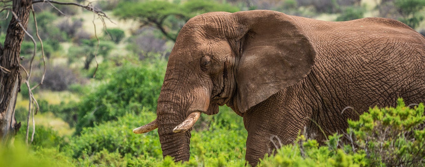 A Guide to Rate Limiting with Examples in JavaScript | by Forbes Lindesay | Level Up Coding