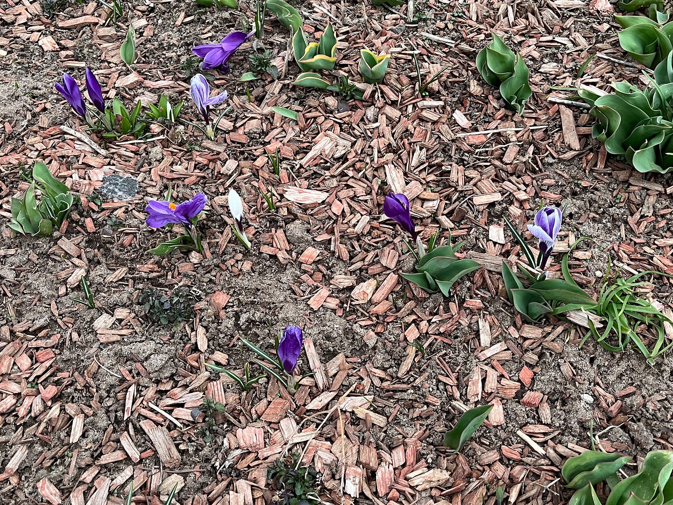 Those are great shots! I’m glad you got to see this bird out in the ...