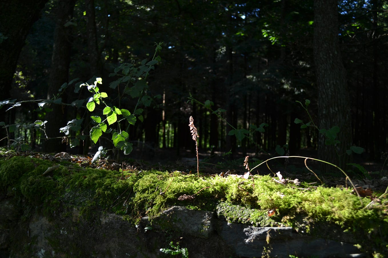 System Identification with Python | by Juan Sandubete | Robotics Devs | Medium