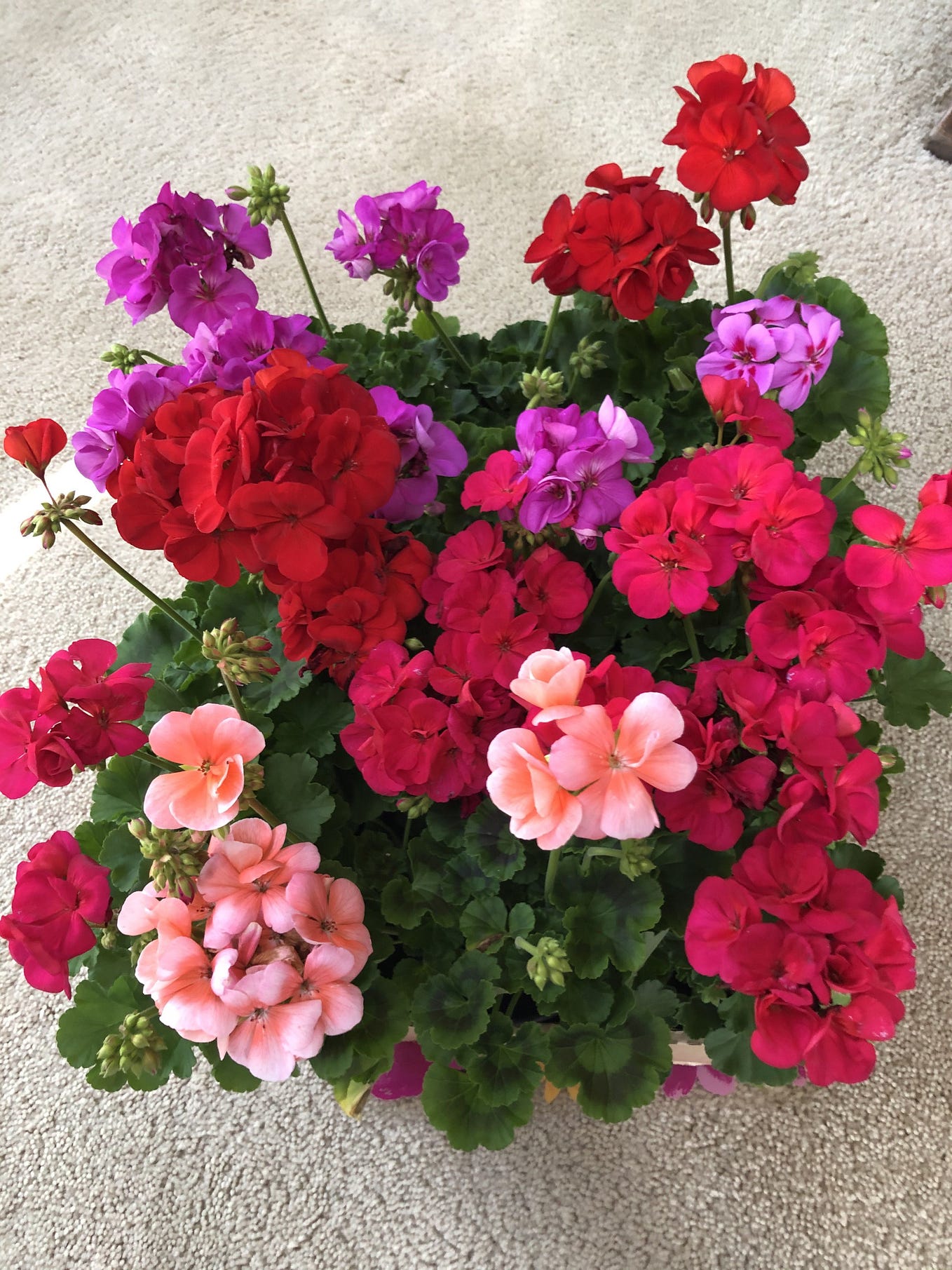 نبتة فم السمكة أو حنك السبع اسمها العلمي Antirrhinum Majus يشمل جنسه حوالي 30 نوع تتراوح
