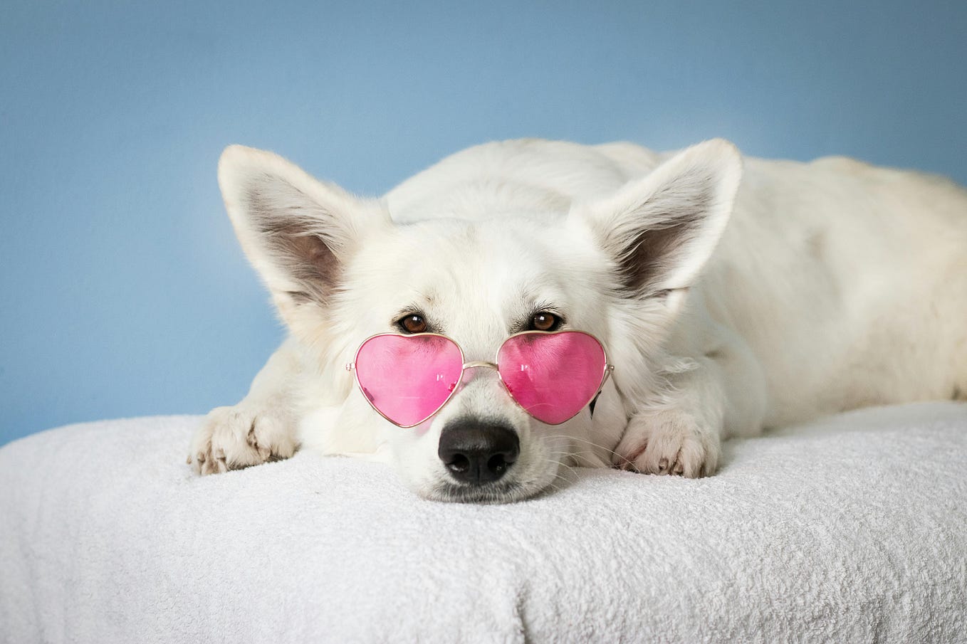 Behavior In Dogs | by Happy Paws Training | Aug, 2024 | Medium