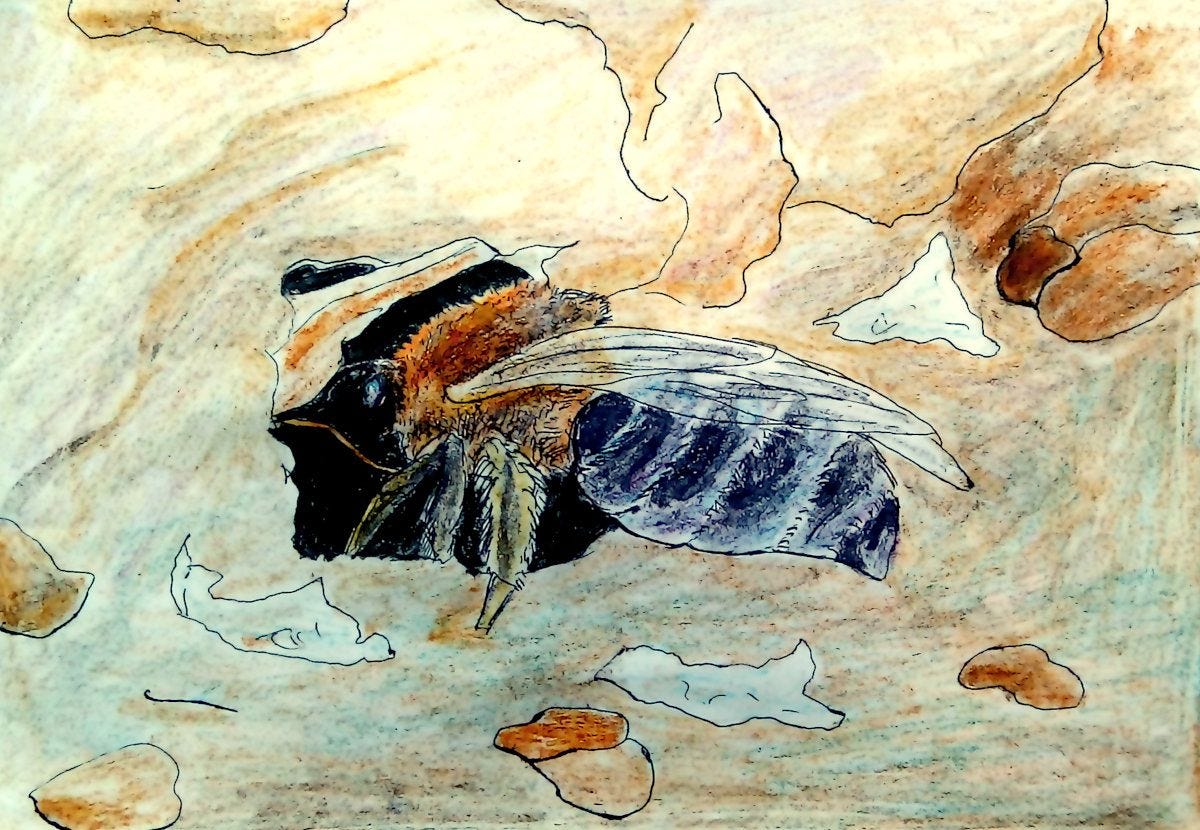 Fire bug: Insects’ complex relationship with the flames | by Gary ...
