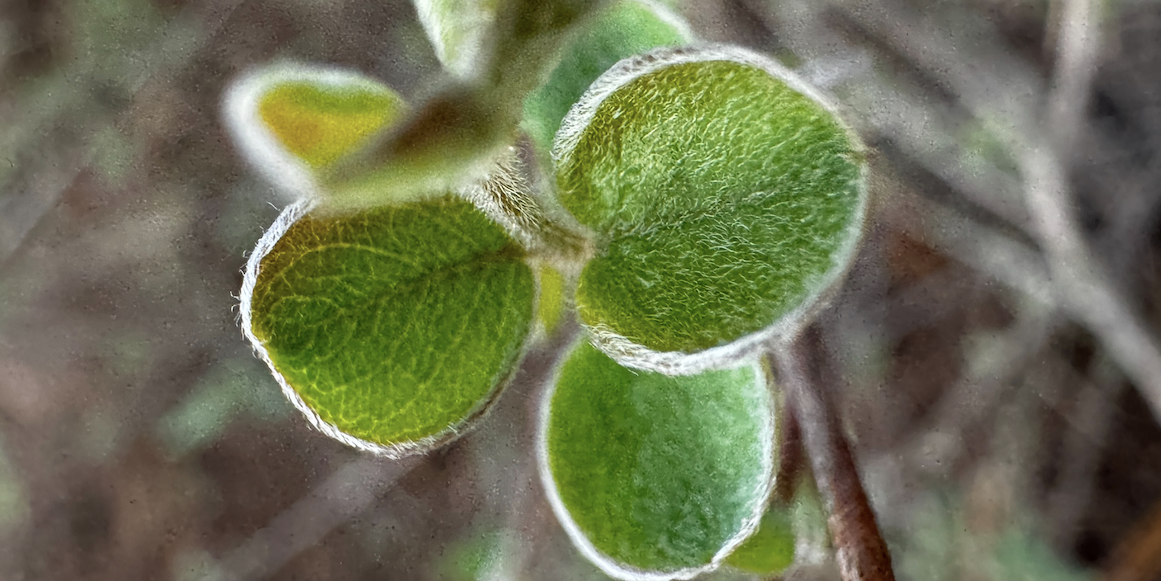 Decoding the Desert: Unearthing Life and Wisdom in Arid Lands | by ...