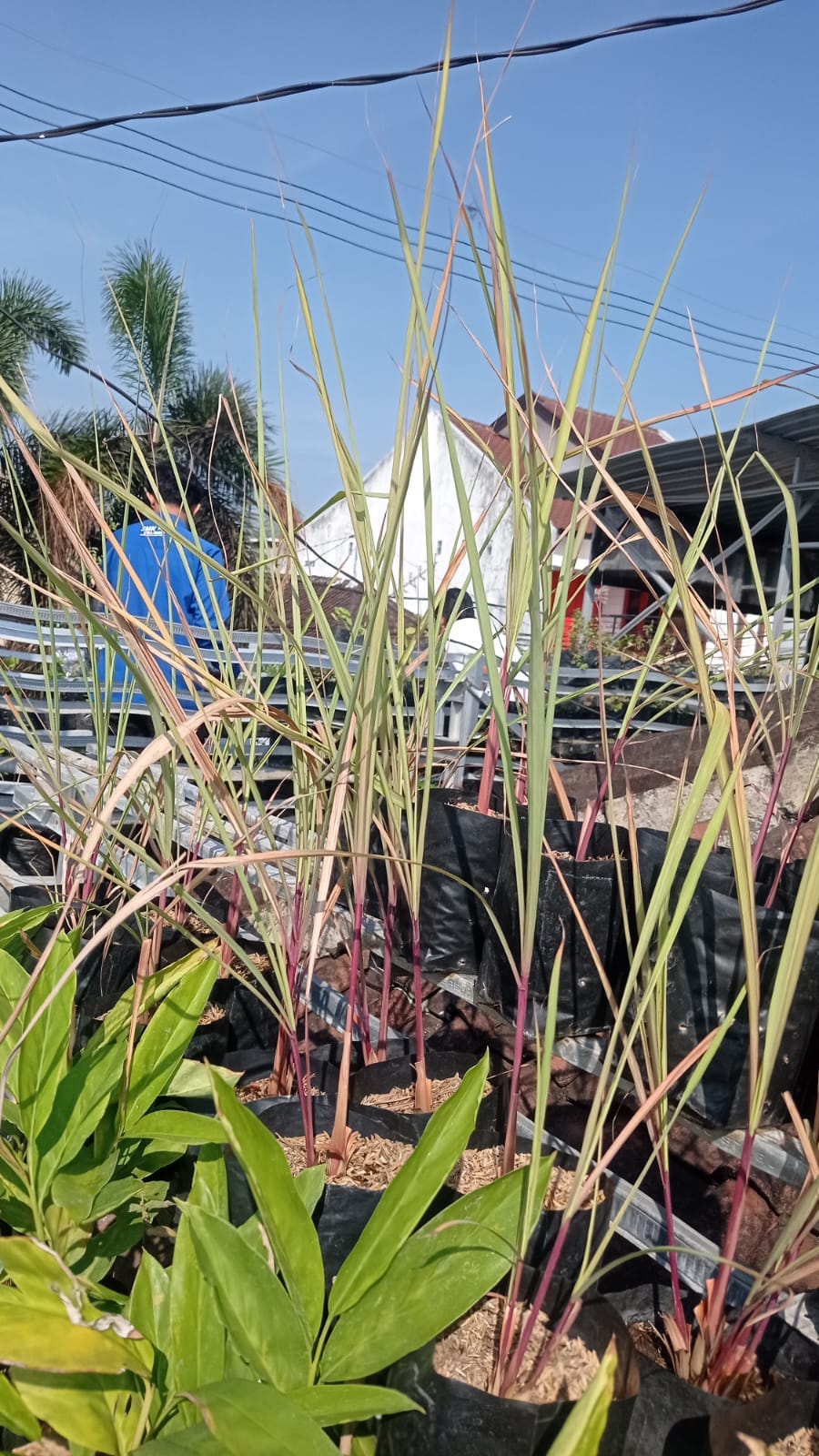 HERBAL!, WA 0813–5812–3335, Jual Tanaman Serai Merah Untuk Masak Malang ...