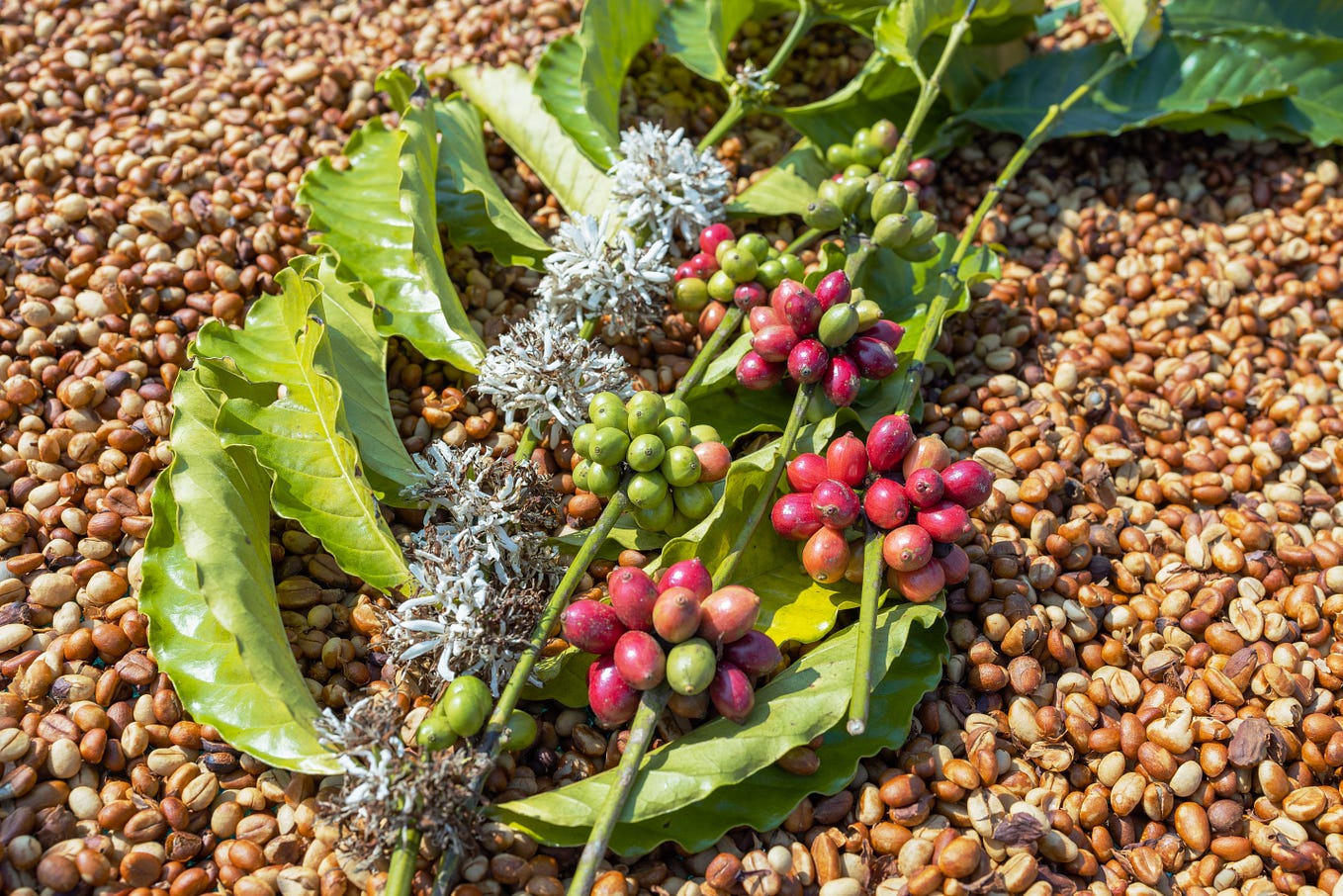 A Brief History of Coffee: From Ethiopia to the World | by Pham Duc ...