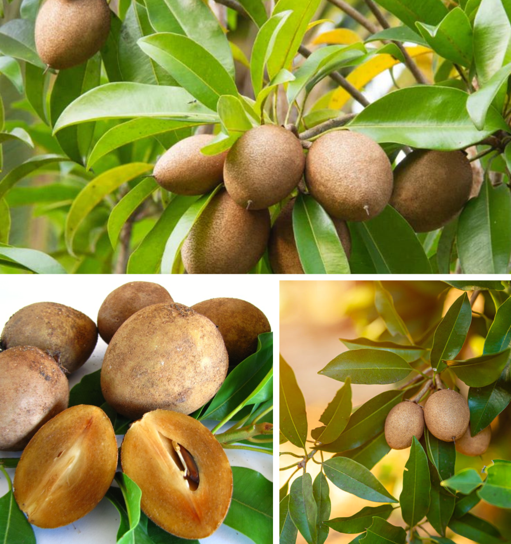 Recipe for rosella jam, also known as hibiscus jam | by Hua Hin Services | Medium