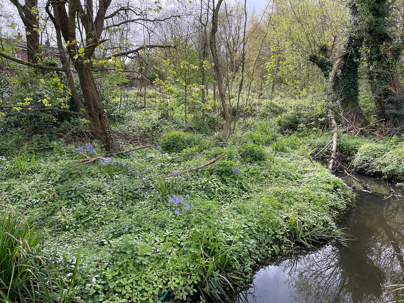 Dear Clara – listening to trees. A response to reading Finding the ...