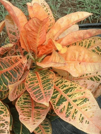 The Dragon Scale Plant: Enchanting Beauty and Care Tips. - Plantsvila ...