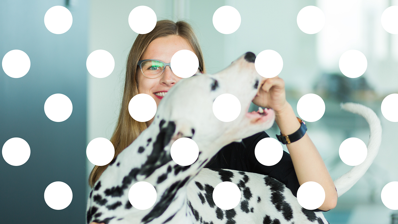Life with a Dalmatian.. I have a two and a half year old… | by Marit ...