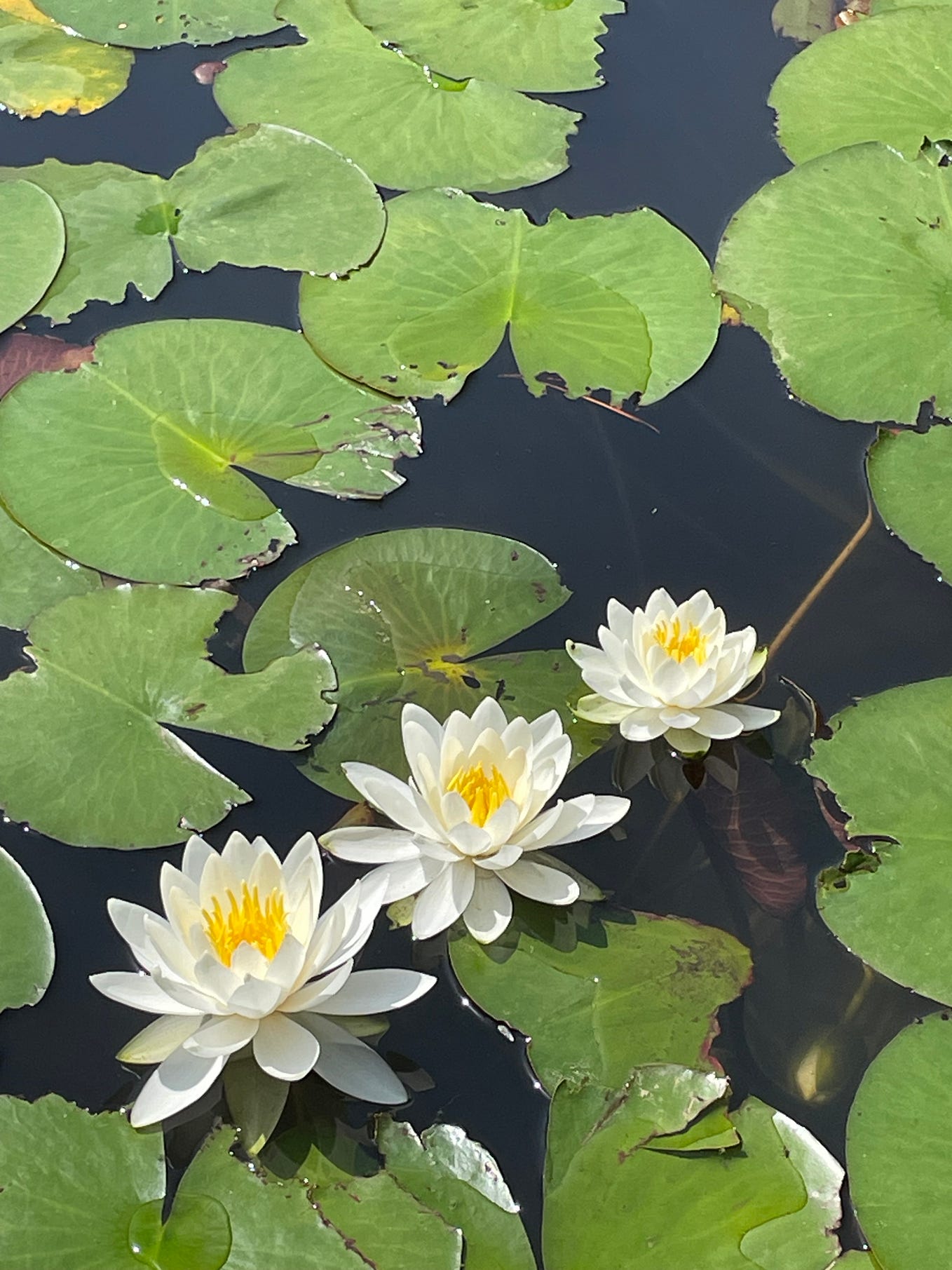 Haiku Poem - Butterfly. Welcome to the world of “Here & Now” | by Miki ...