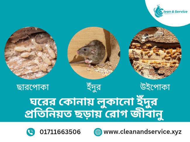 Bed Bugs Control Services in Dhaka, Bangladesh: Your Ultimate Solution to a Pest-Free Home | by ...