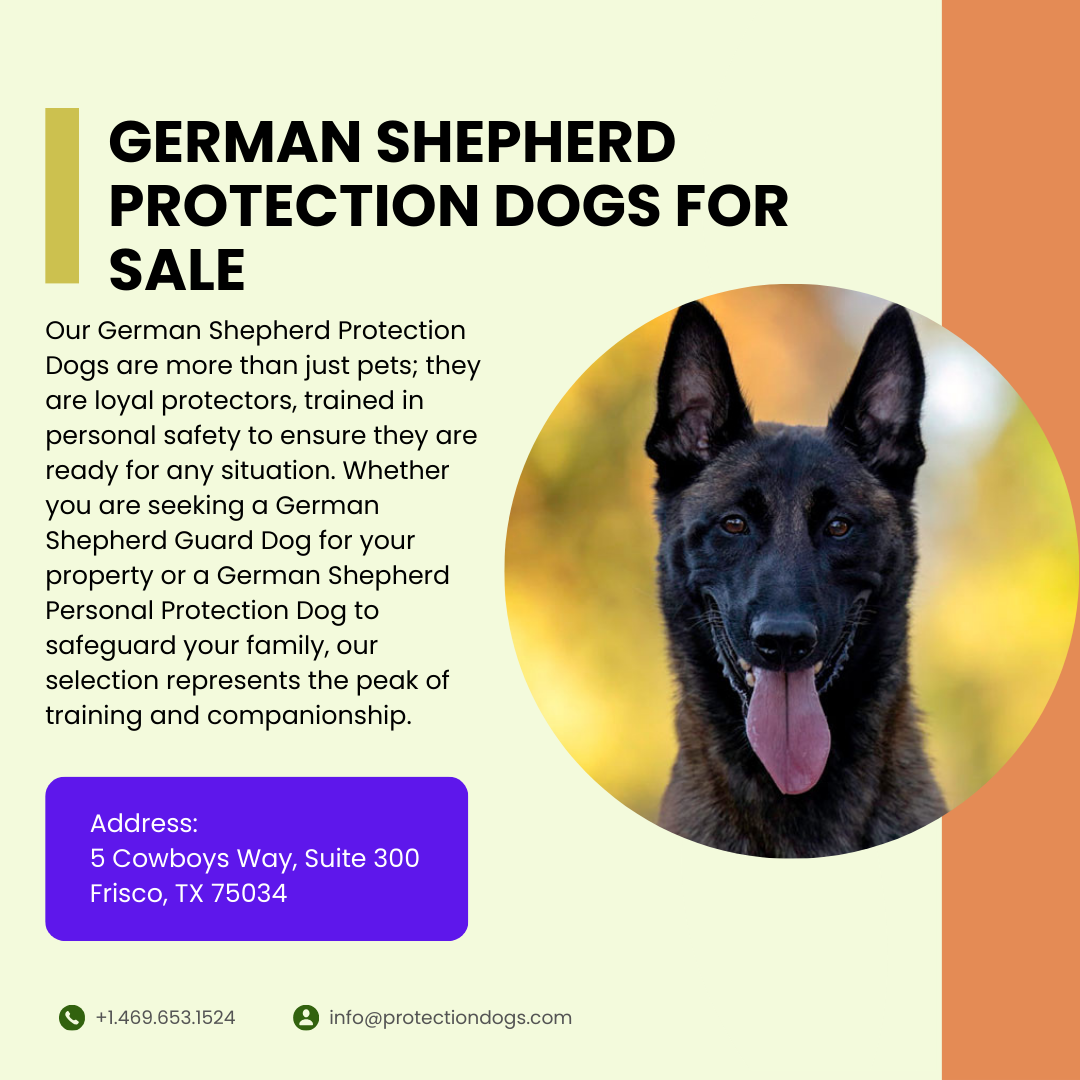 German Shepherd Trained for Sale - Protection Dogs - Medium