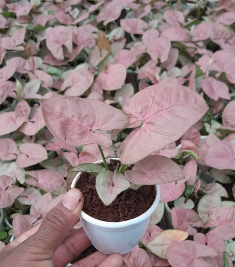 Title: A Beginner's Guide to Eugenia Plant Care | by Hrishikesh Sherikar | Medium