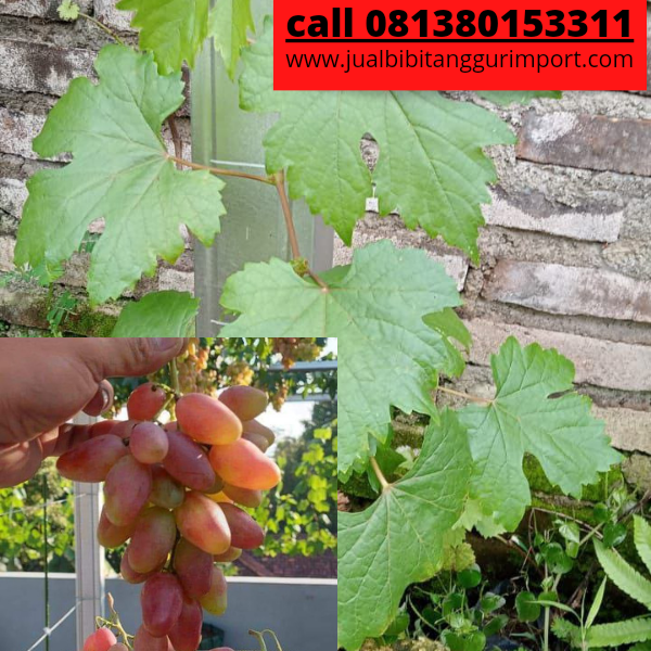 POTONGAN GILA ! CALL: 0813–8015–3311 Produsen Pohon Anggur Dixon Ke ...