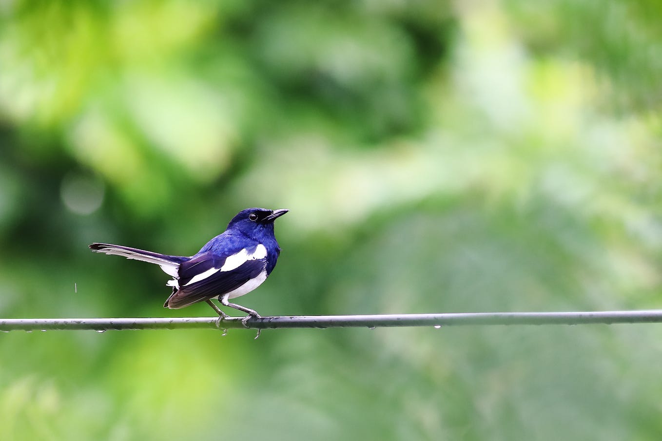นกกระแตผีใหญ่ (Great thick-knee). นกชื่อเหมือนผี… | by Anubis | Birds ...