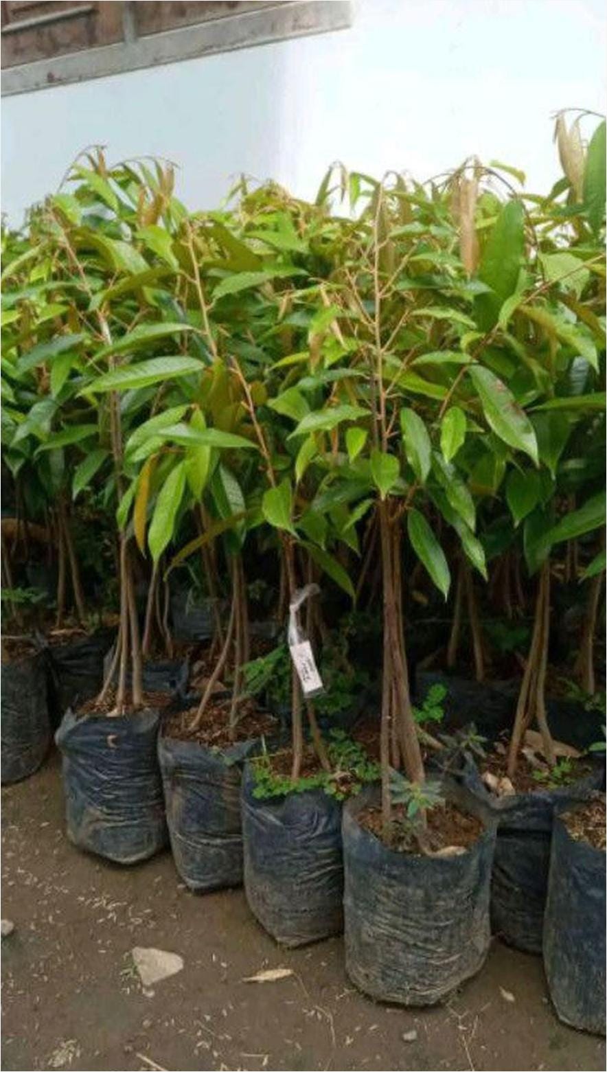 Bibit Tanaman Pohon Buah Leci Merah Manis Asam Kuning Segar Es Kendal ...