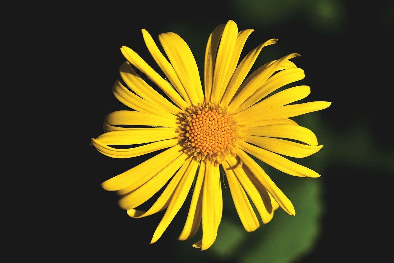 Thank you :) | by Ankit Thapa | Medium