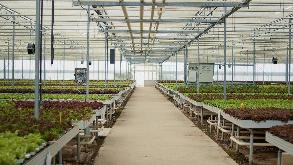 Mix LED Grow Lights with Sunlight for Better Growth | Medium