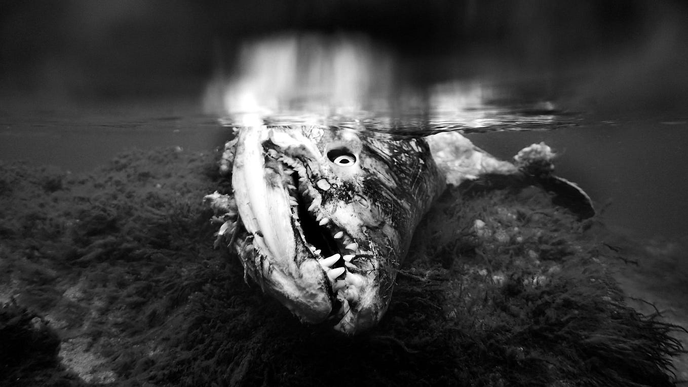 All About Alligator Gar. Q&A with Dr. Solomon David — Part 1 | by U.S ...